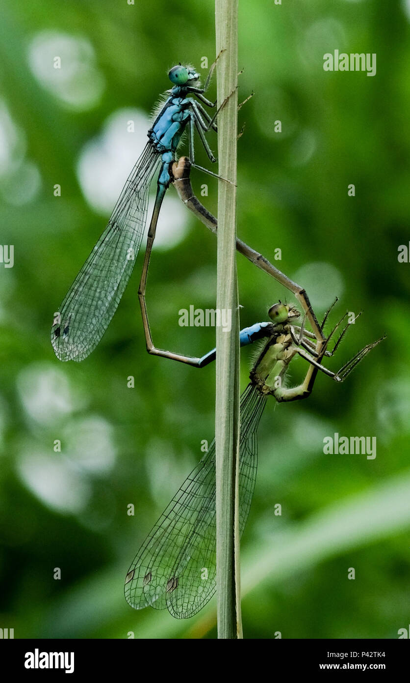 Insects that live in ponds hi-res stock photography and images - Alamy