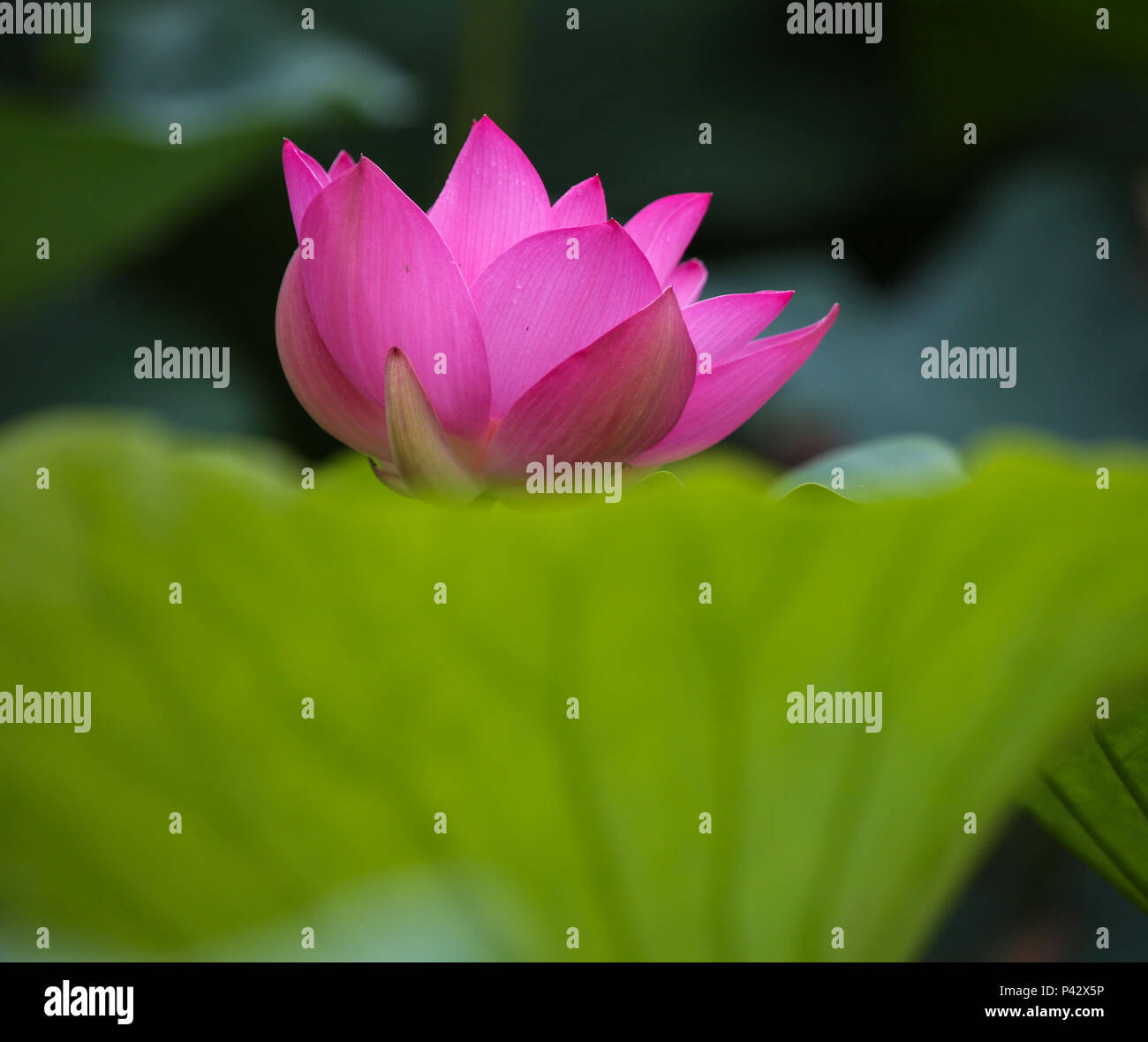 Yijiang hi-res stock photography and images - Alamy