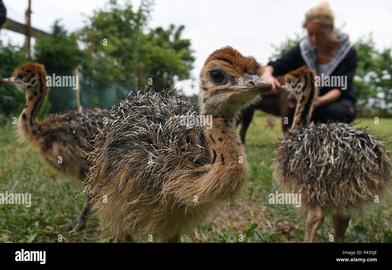 Stichelsdorf, Germany. 18th June, 2018. Ostrich chicks walk around ...