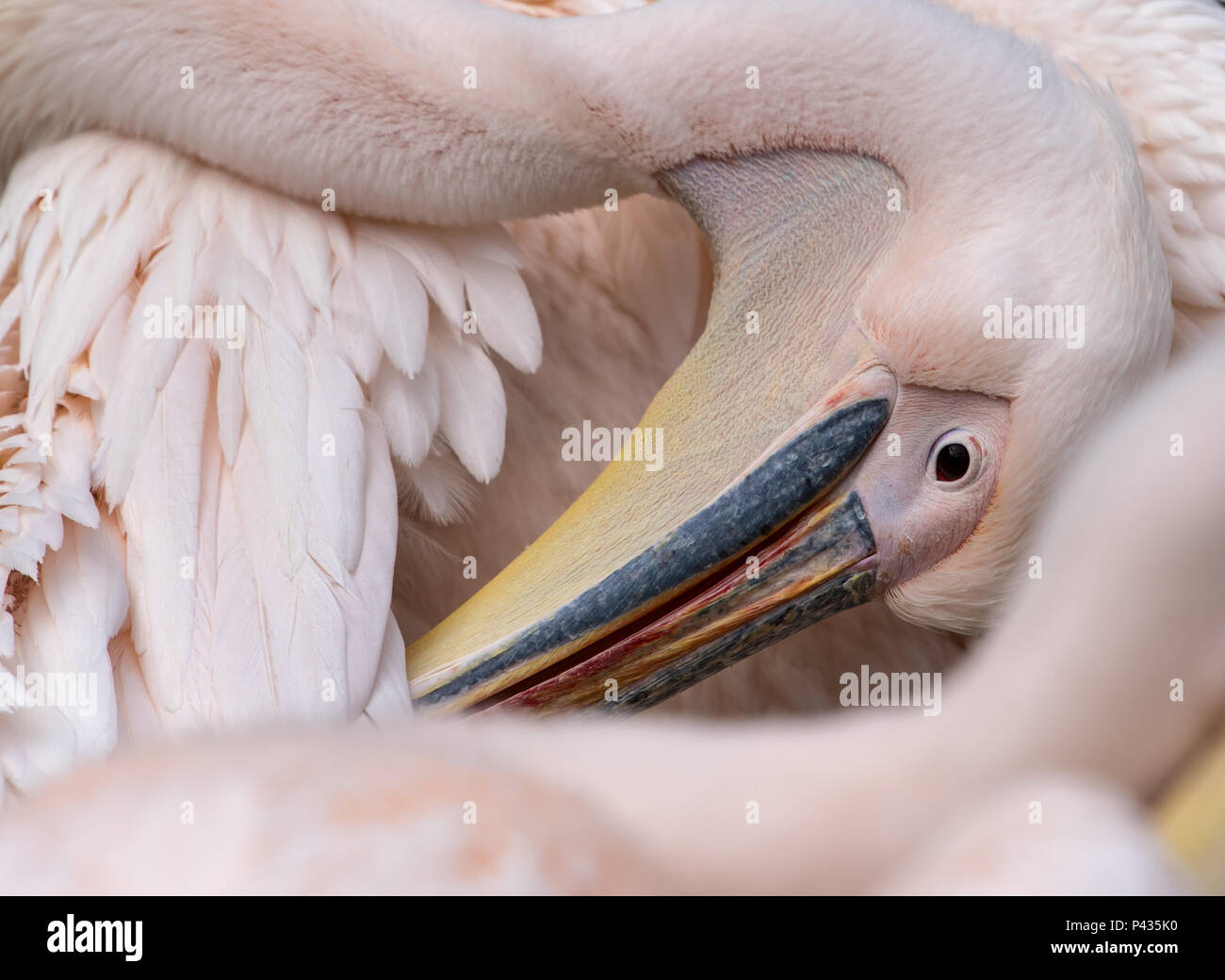 Dresden, Germany. 20th June, 2018. A rose-coloured pelican (Pelecanus ...