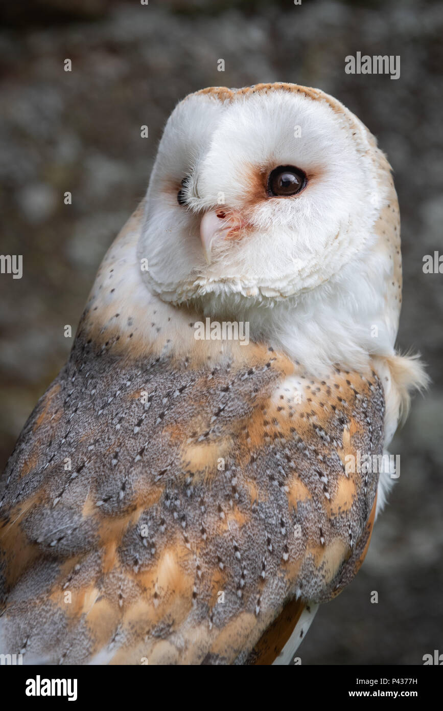 A close up portrait of a barn owl toto alba looking up towards the sky ...