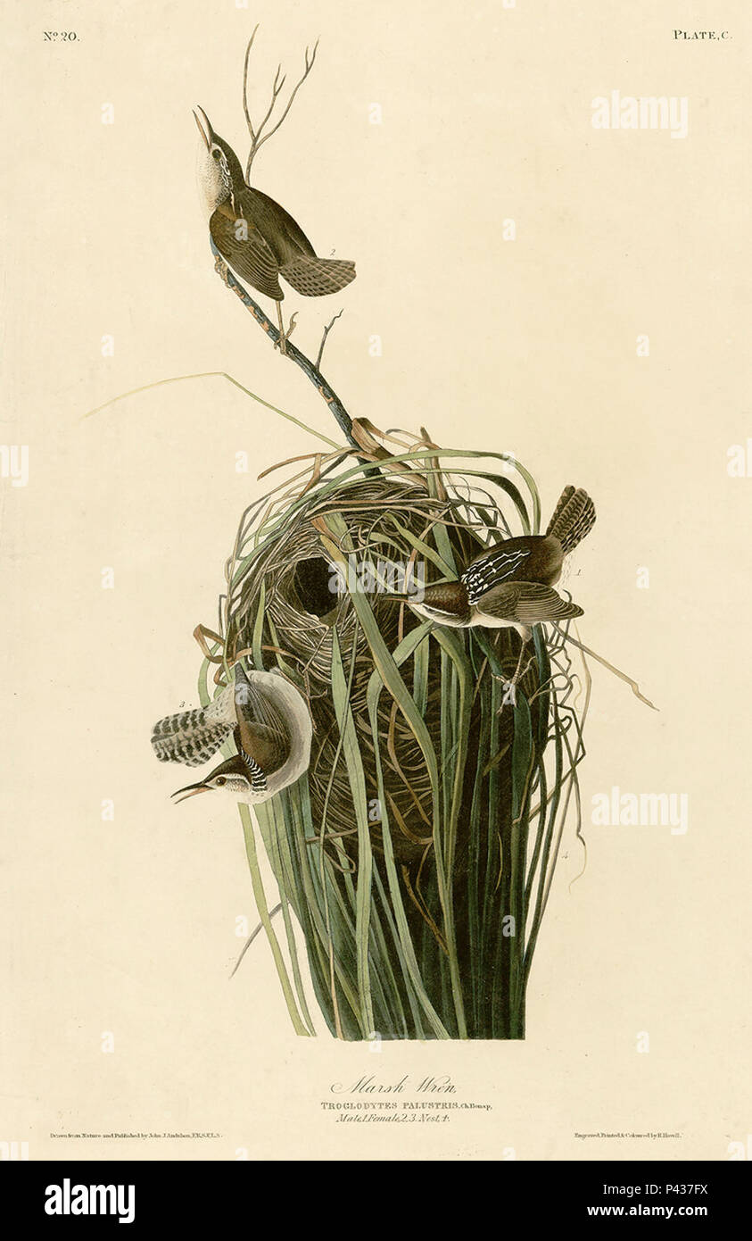 Vintage picture of wren hi-res stock photography and images - Alamy