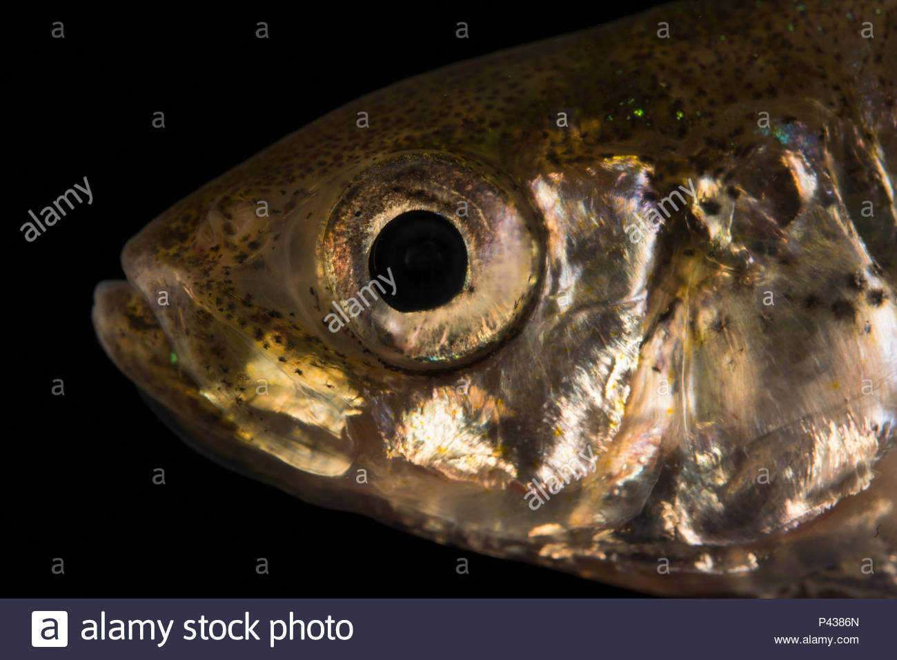 Aquaculture Stock Photos & Aquaculture Stock Images - Alamy