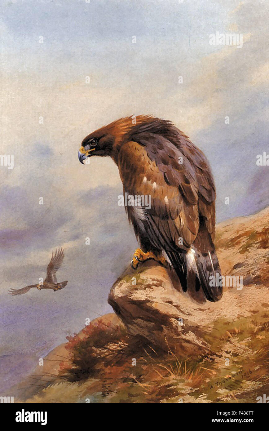 Thorburn Archibald - a Golden Eagle Stock Photo - Alamy
