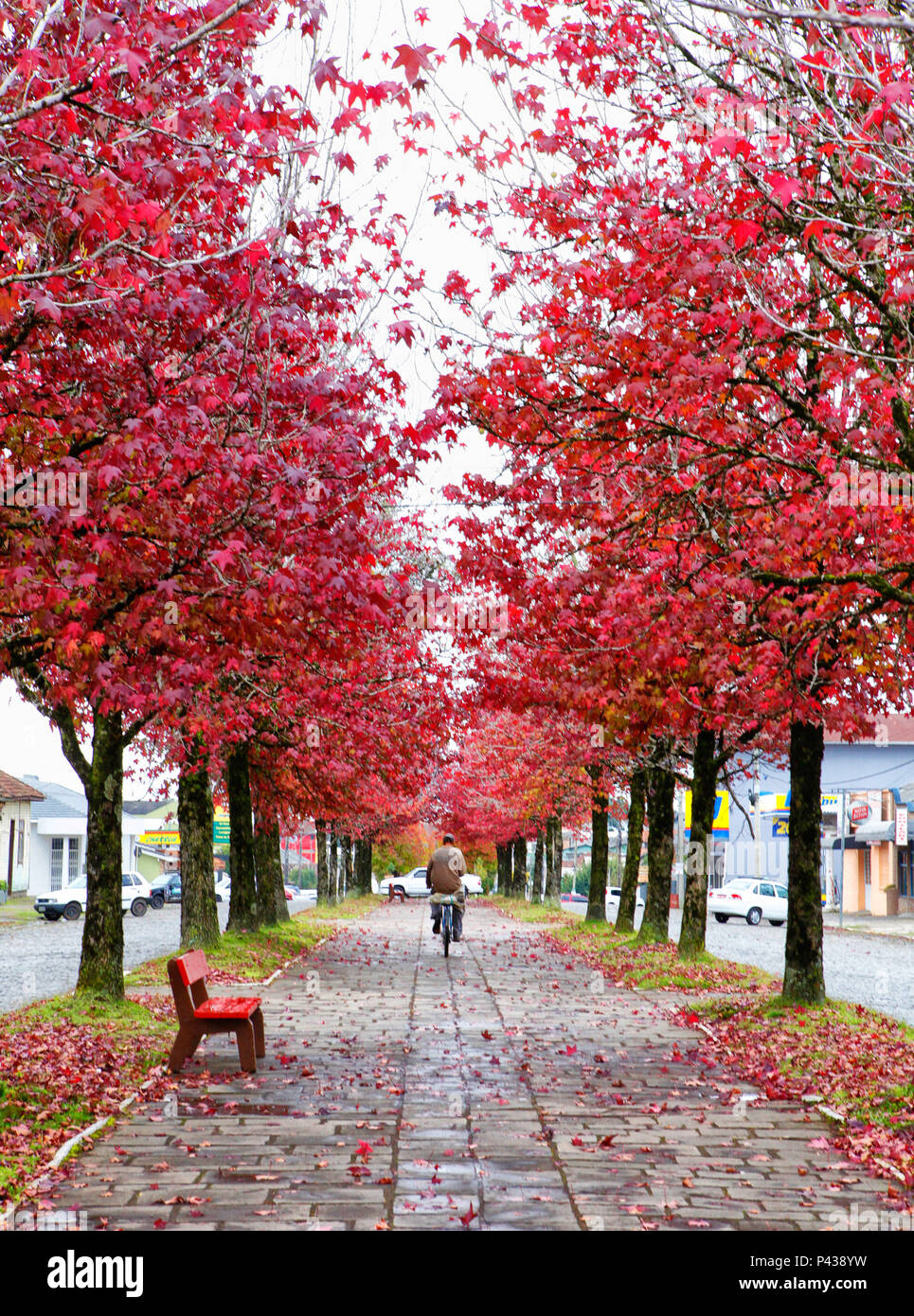 Imagnes do Outono no Lago São Bernardo em São Francisco de Paula-RS ...