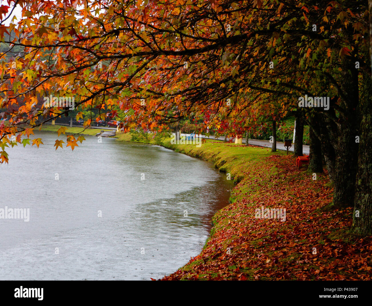 Imagnes do Outono no Lago São Bernardo em São Francisco de Paula-RS ...