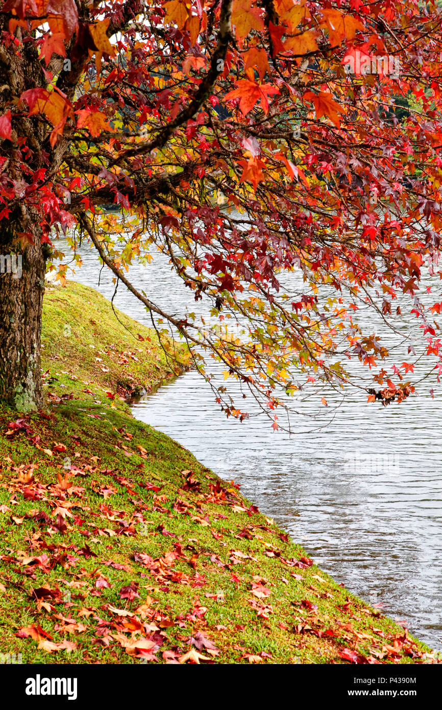 Imagnes do Outono no Lago São Bernardo em São Francisco de Paula-RS ...