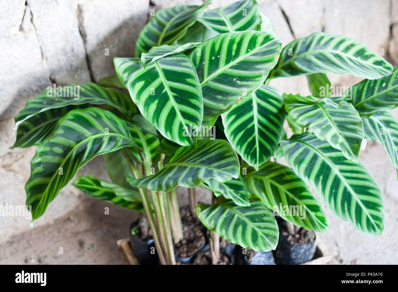 Maranta Sp High Resolution Stock Photography and Images - Alamy