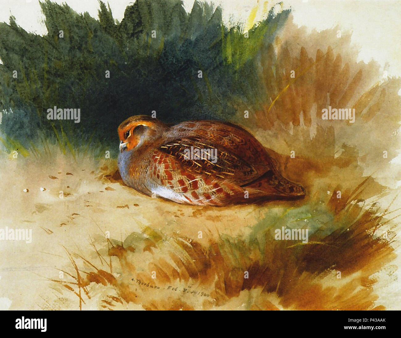 Thorburn Archibald - a Young Partridge Stock Photo - Alamy