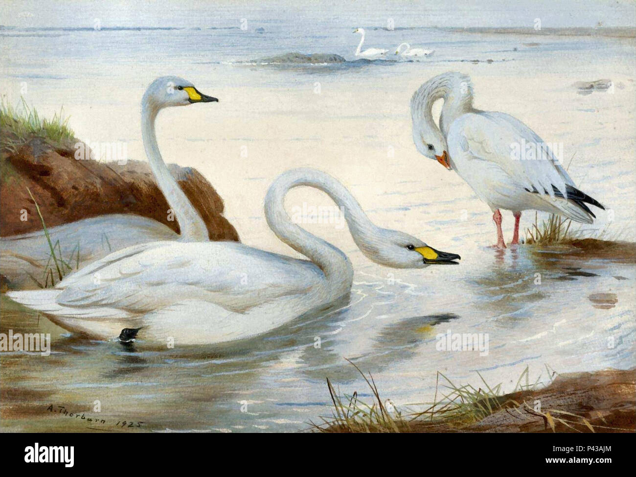 Archibald thorburn snow hi-res stock photography and images - Alamy