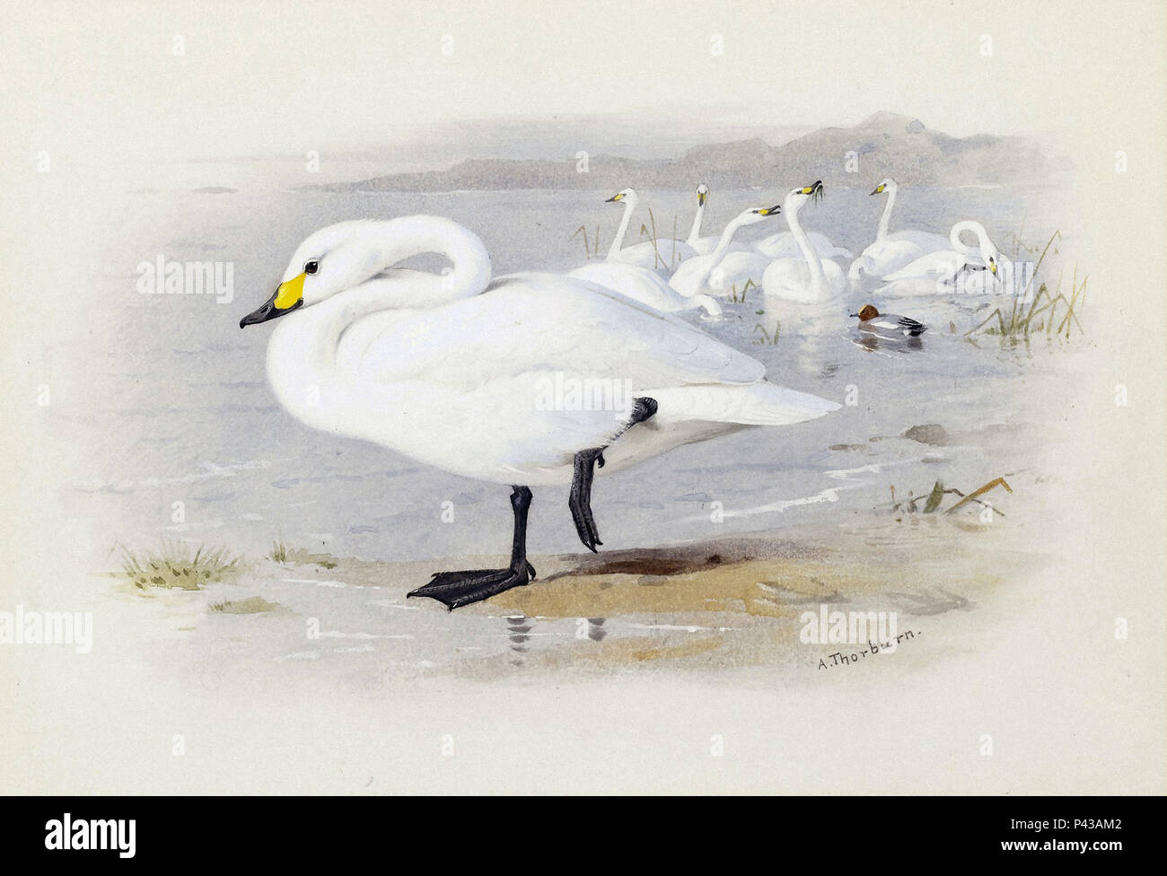 Thorburn Archibald - Bewick's Swan Stock Photo - Alamy