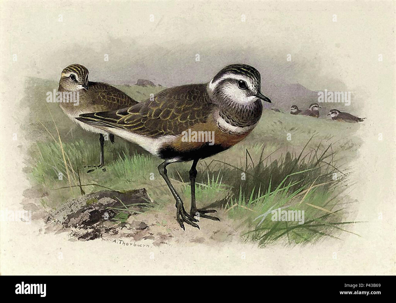 Thorburn Archibald - Dotterel Stock Photo - Alamy