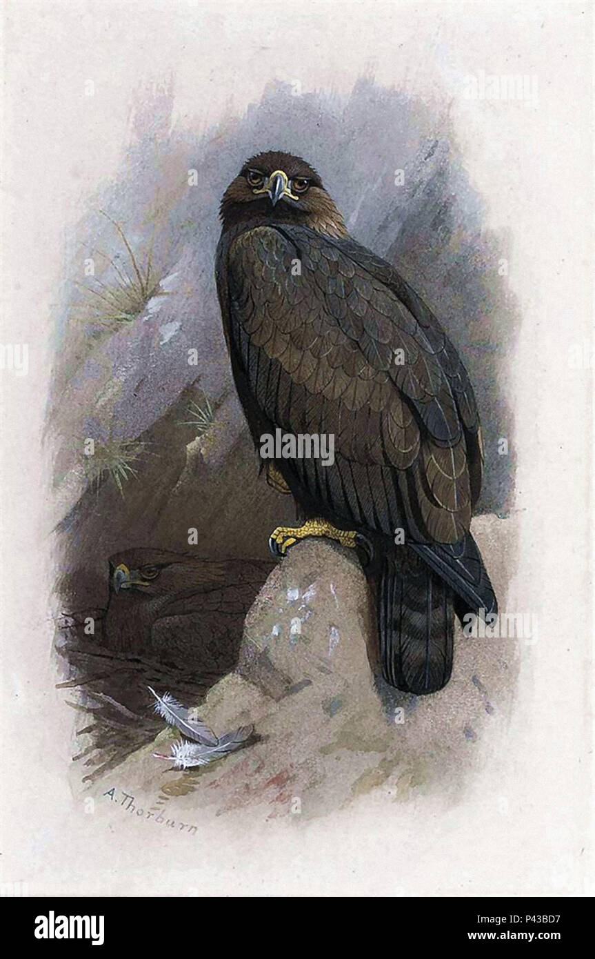 Thorburn Archibald - Golden Eagle 1 Stock Photo - Alamy