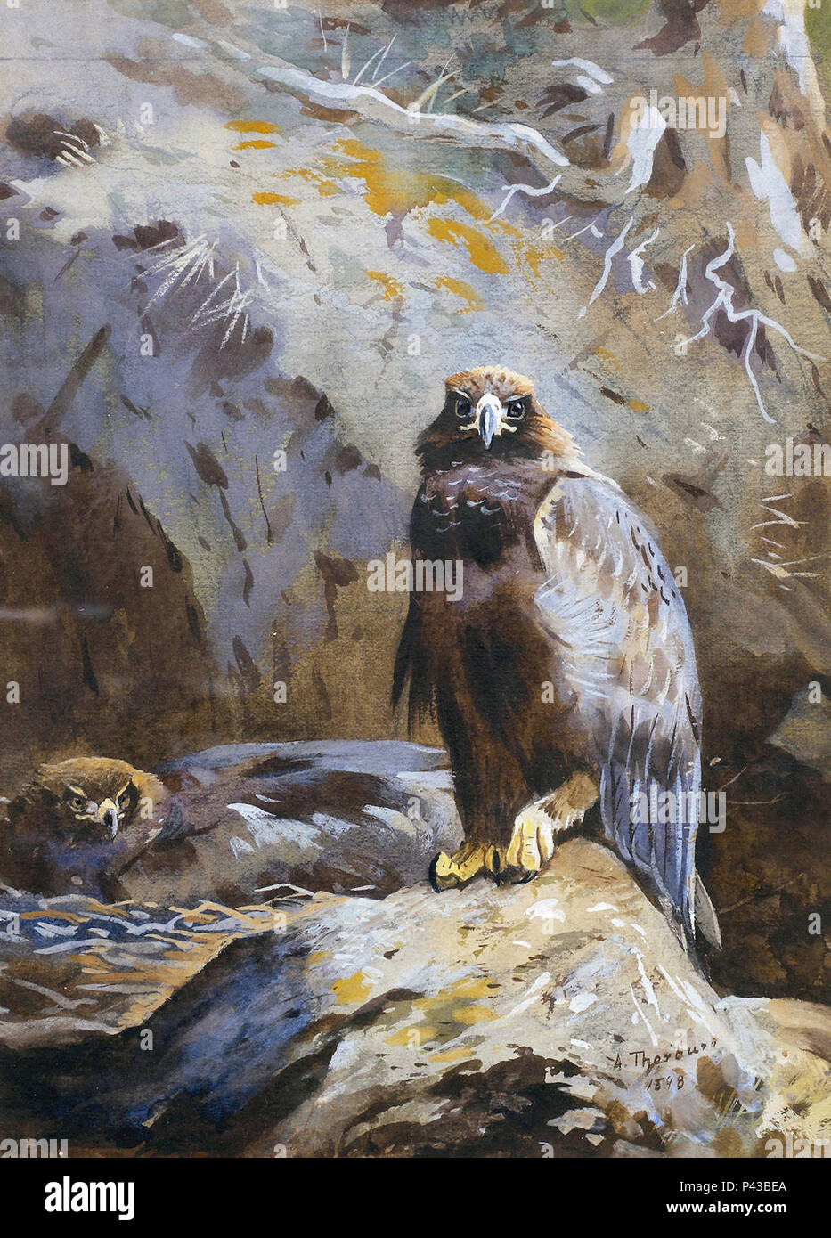 Golden eagle eyrie hi-res stock photography and images - Alamy
