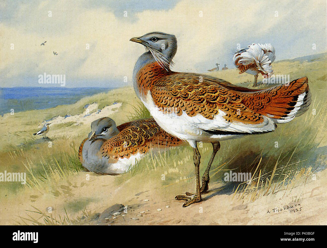 Thorburn Archibald - Great Bustards Stock Photo - Alamy