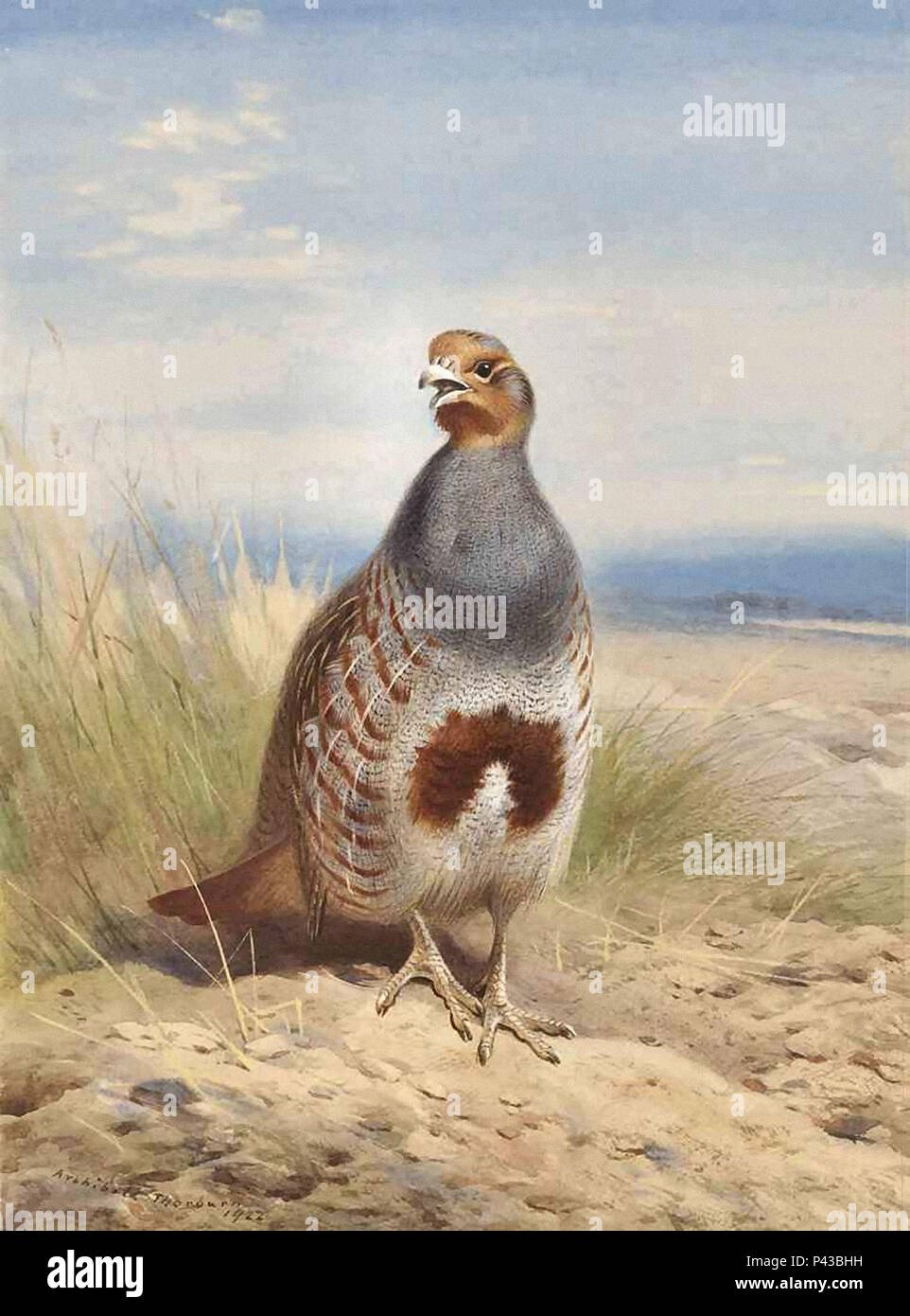 Grey partridge painting hi-res stock photography and images - Alamy