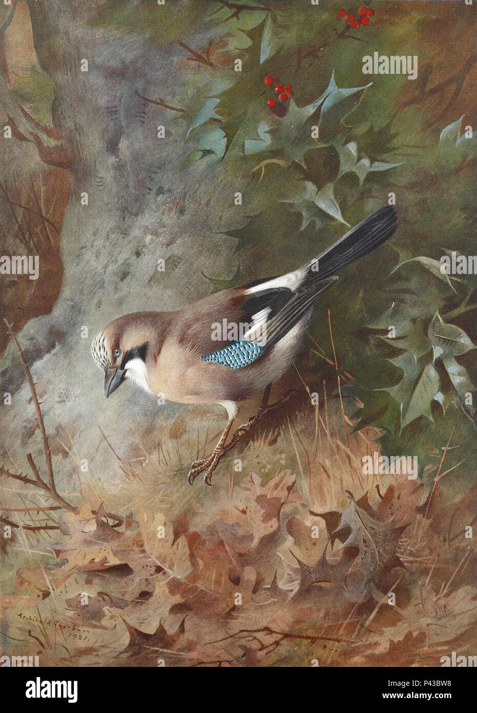 Jay thorburn hi-res stock photography and images - Alamy