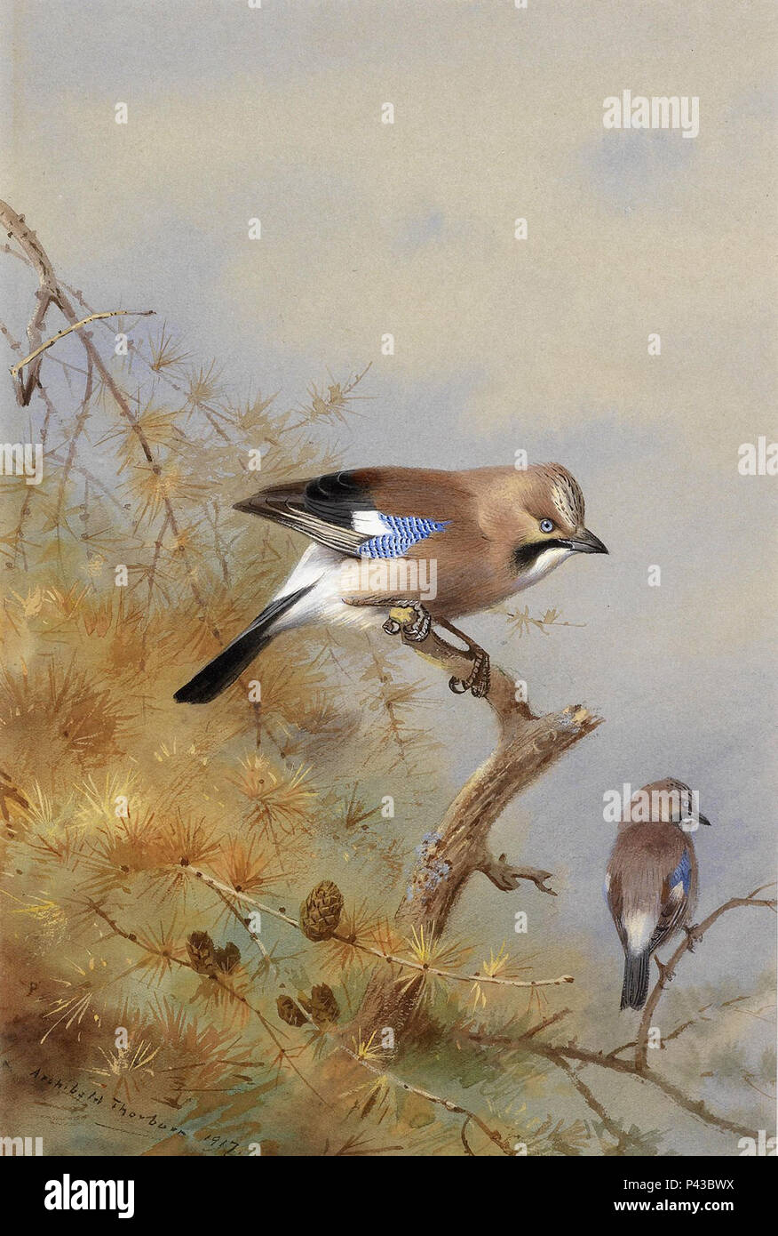 Jay thorburn hi-res stock photography and images - Alamy