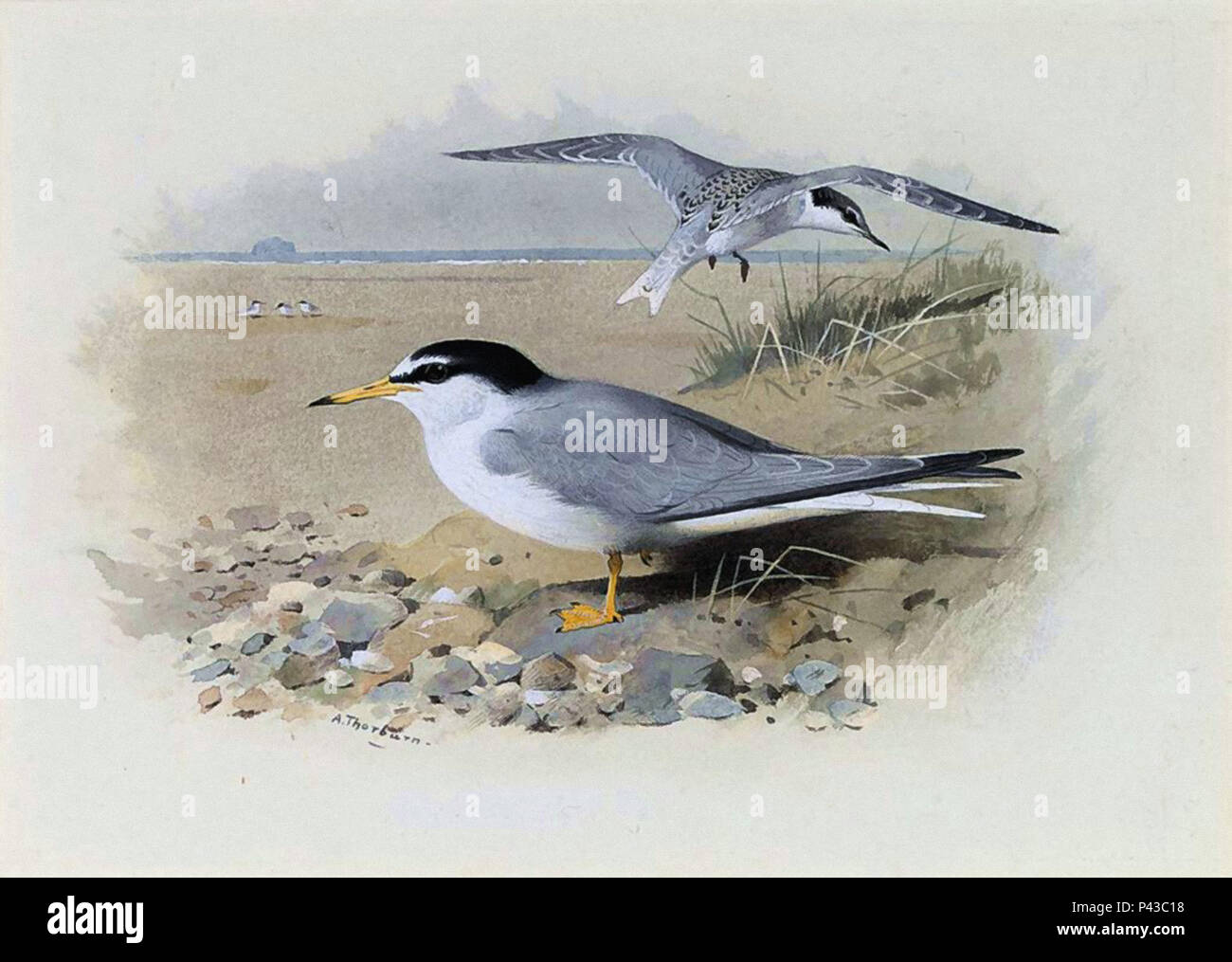 Tern painting hi-res stock photography and images - Alamy