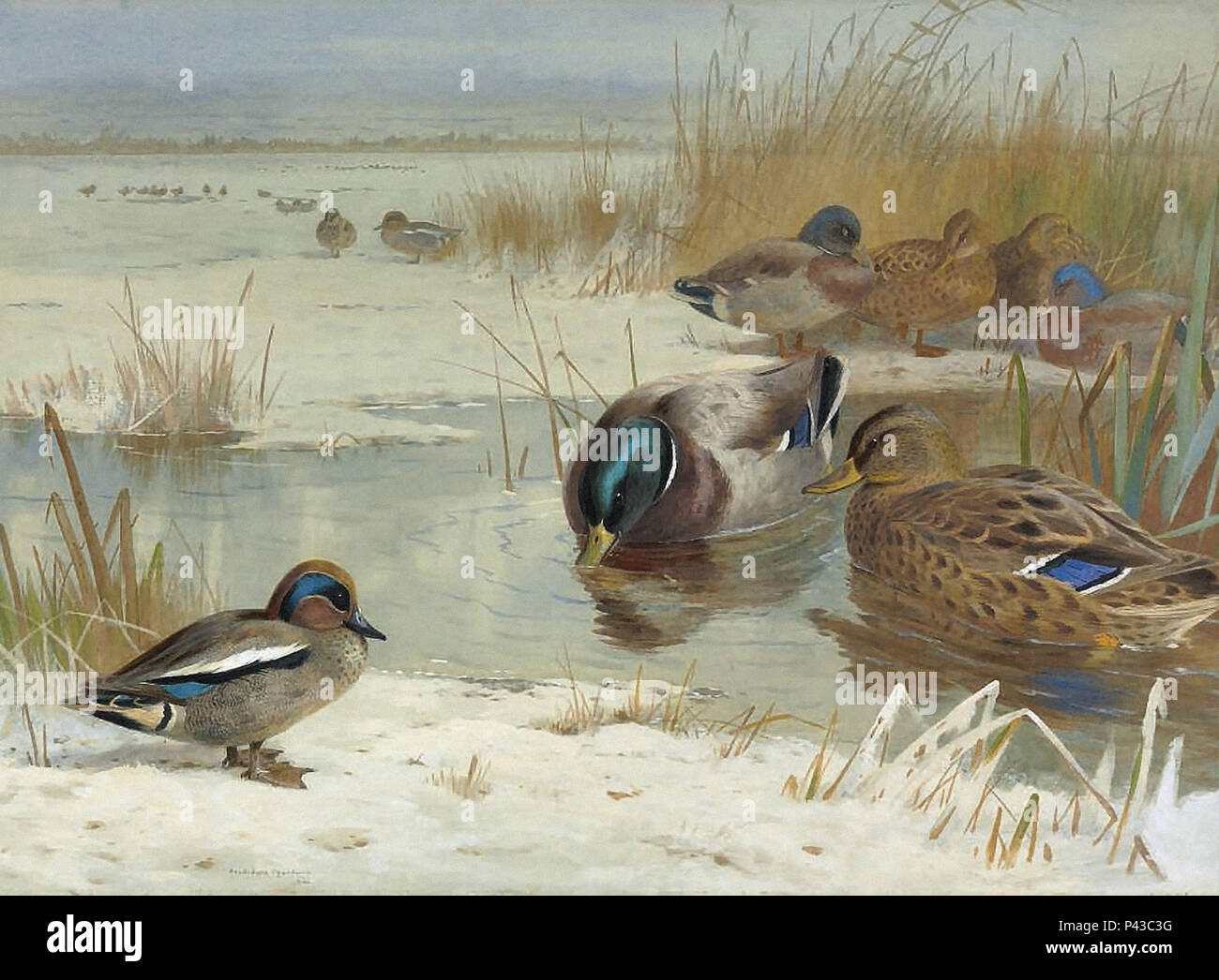 Archibald thorburn mallard hi-res stock photography and images - Alamy