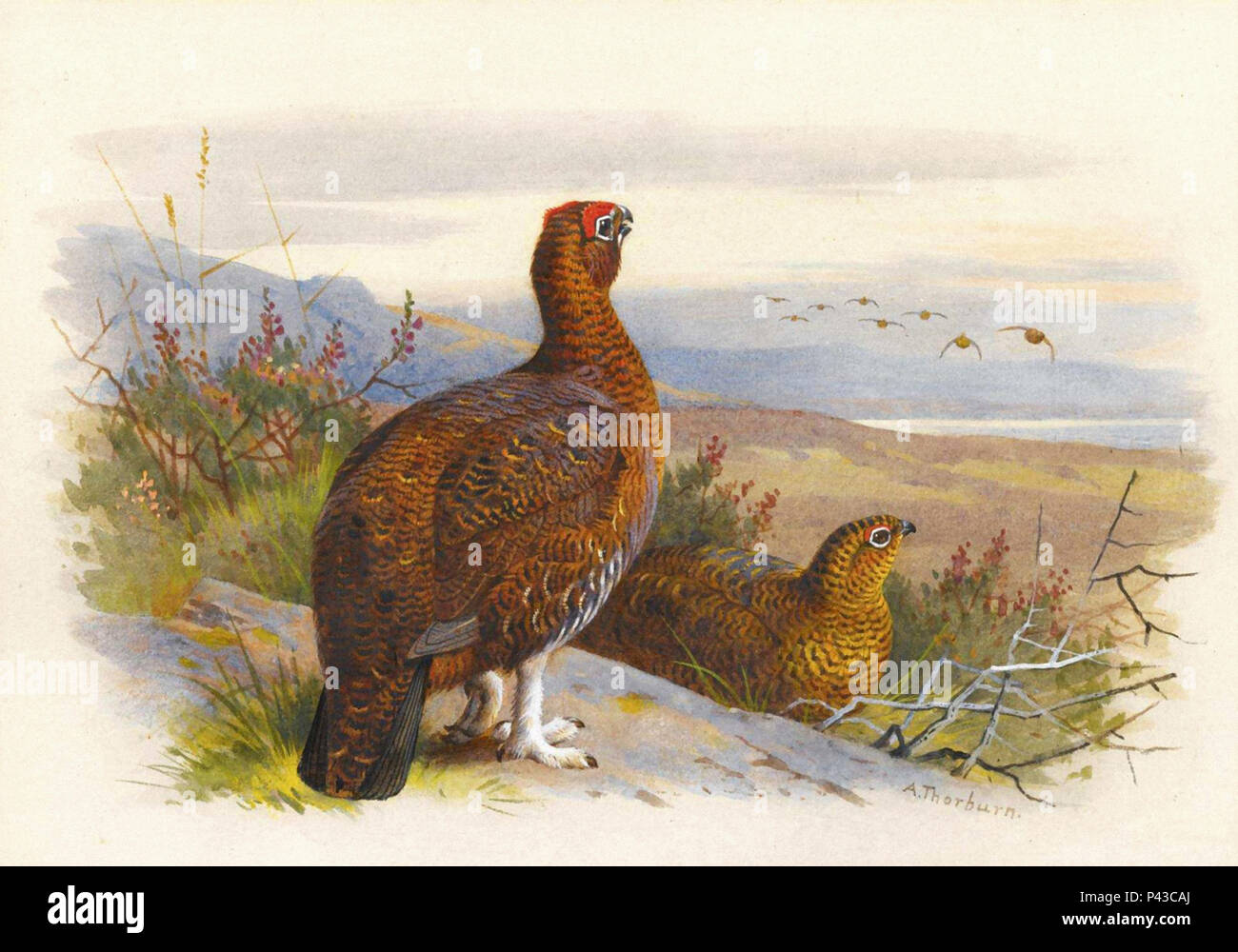 Thorburn grouse painting hi-res stock photography and images - Alamy