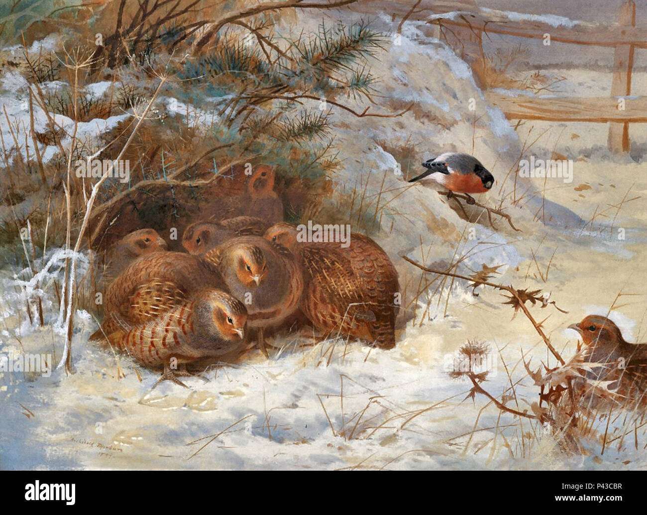 Partridge snow painting hi-res stock photography and images - Alamy