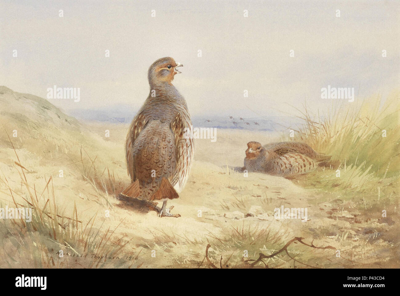 Thorburn Archibald - Partridge in a Landscape Stock Photo - Alamy