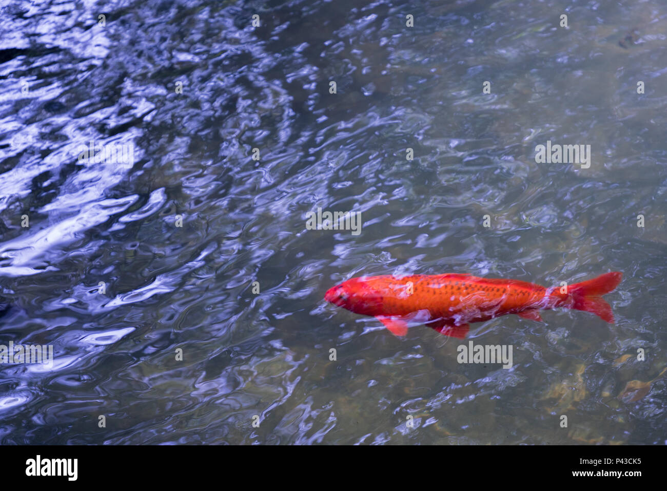 Splashing fish hi-res stock photography and images - Alamy