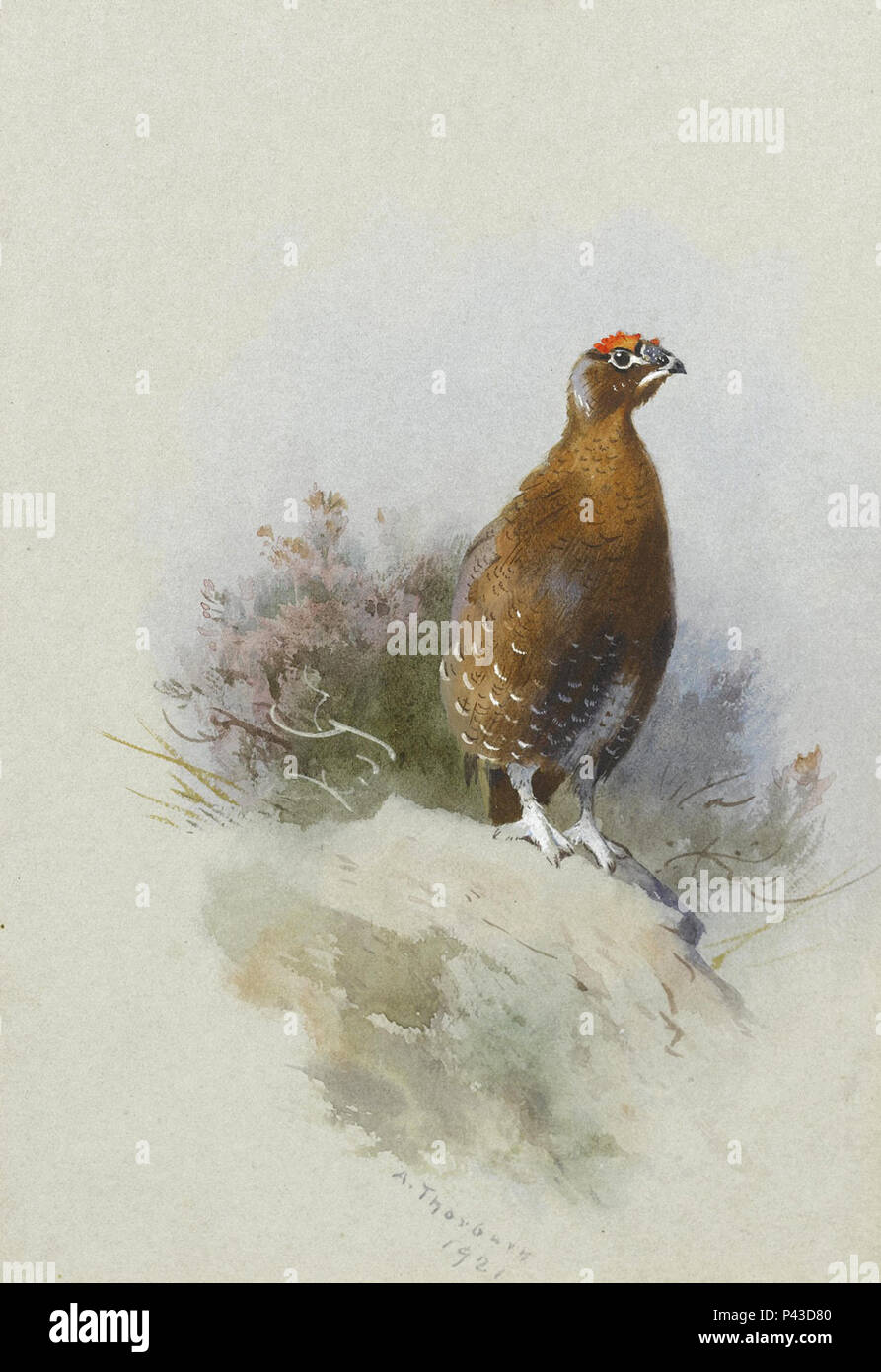 Thorburn Archibald - Red Grouse 1 Stock Photo - Alamy