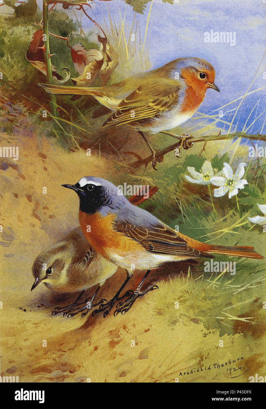 Archibald thorburn robin hi-res stock photography and images - Alamy