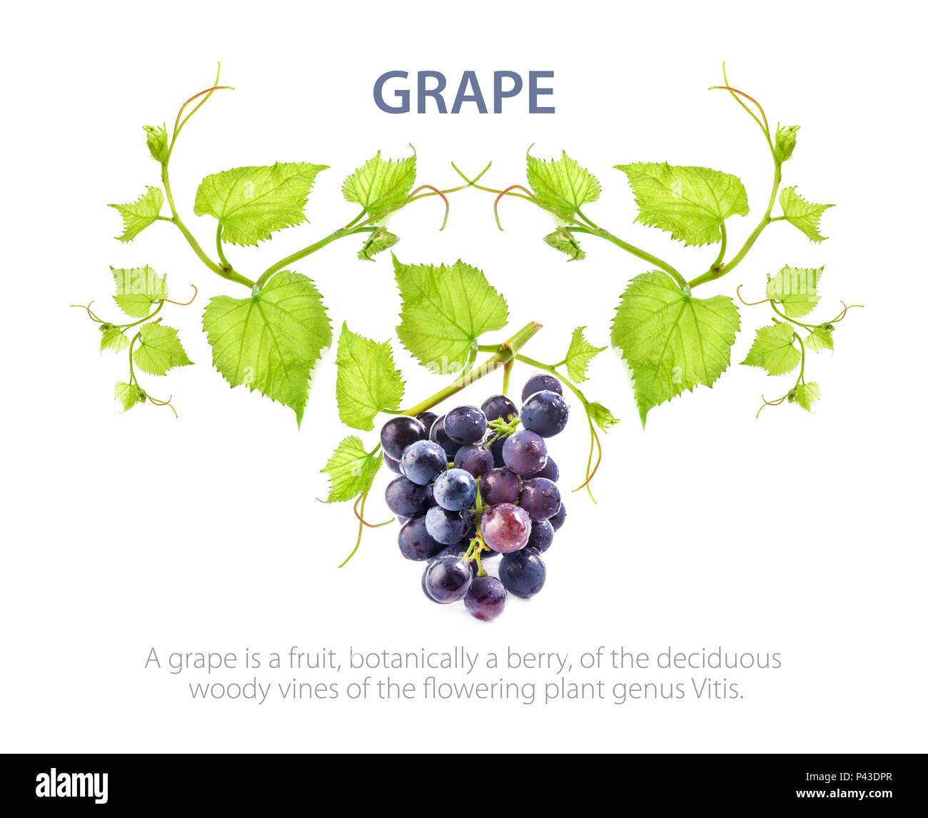 Ripe dark grapes with leaves, template for your design. Isolated on ...