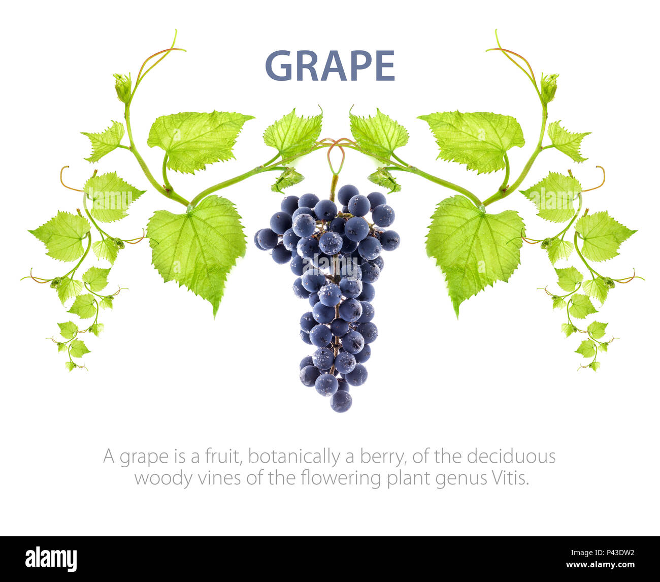 Ripe dark grapes with leaves, template for your design. Isolated on ...