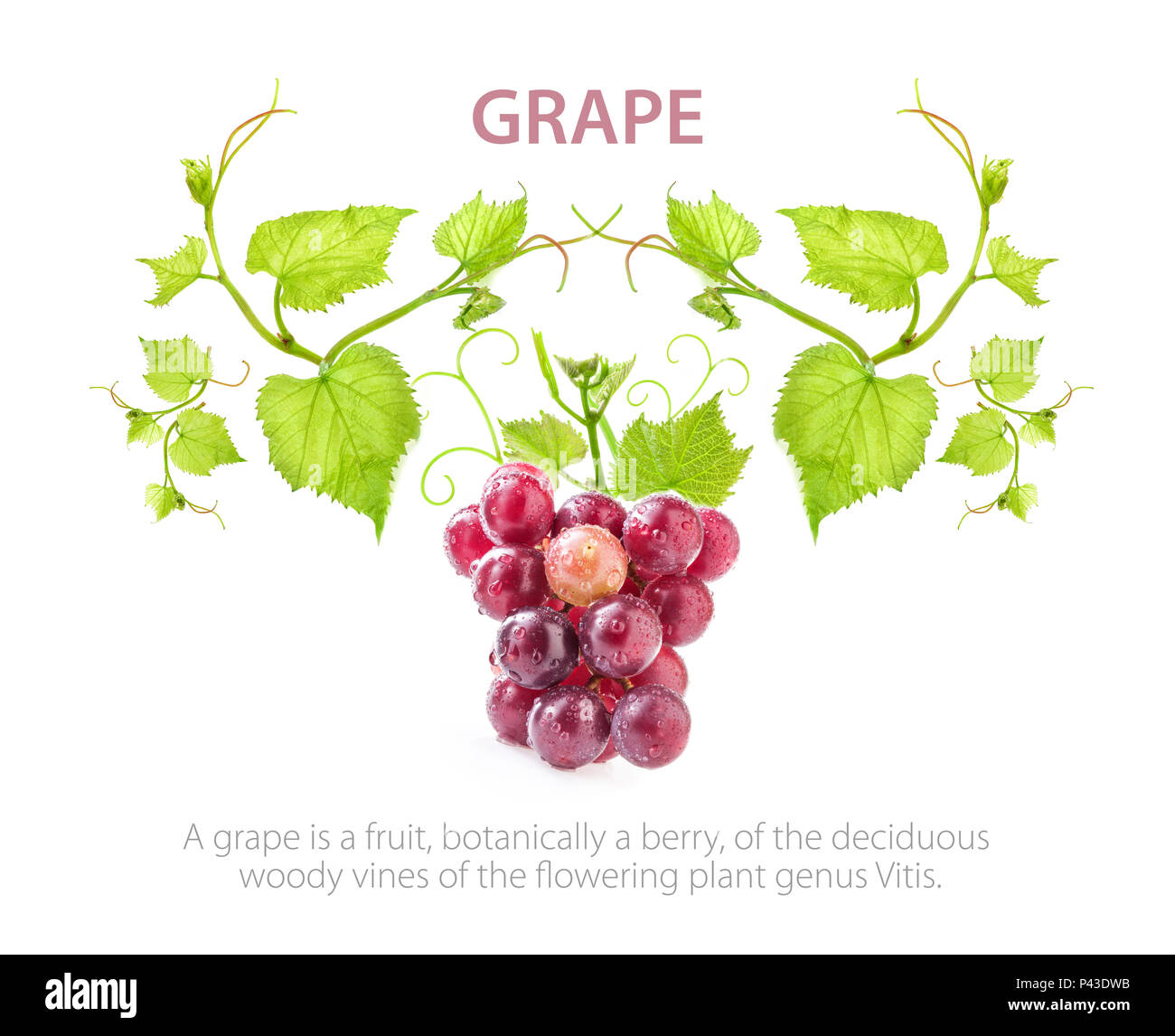 Food banner template design Cut Out Stock Images & Pictures - Alamy