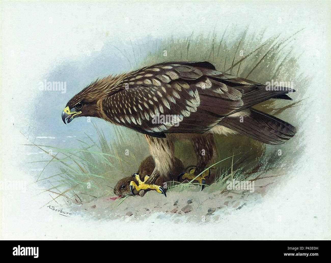 Thorburn Archibald - Spotted Eagle 3 Stock Photo - Alamy