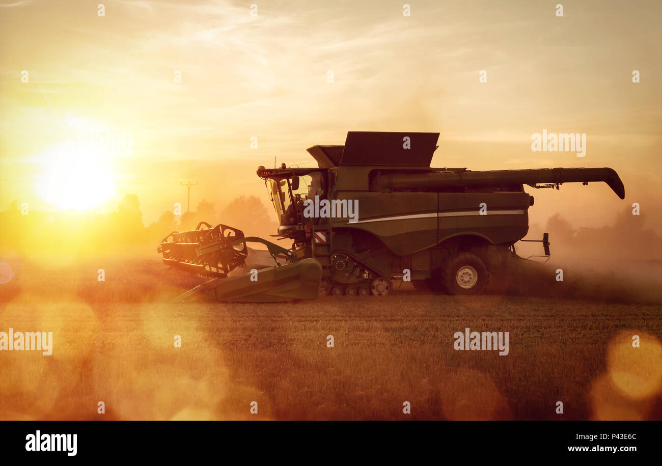 Combine harvester on a wheat field during sunset Stock Photo - Alamy
