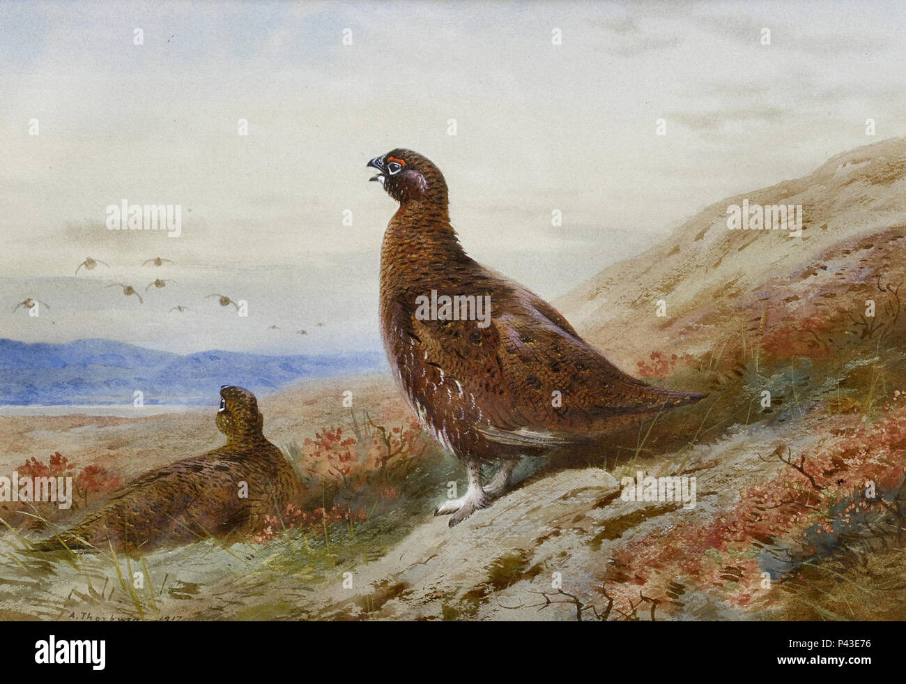 Thorburn birds hi-res stock photography and images - Alamy