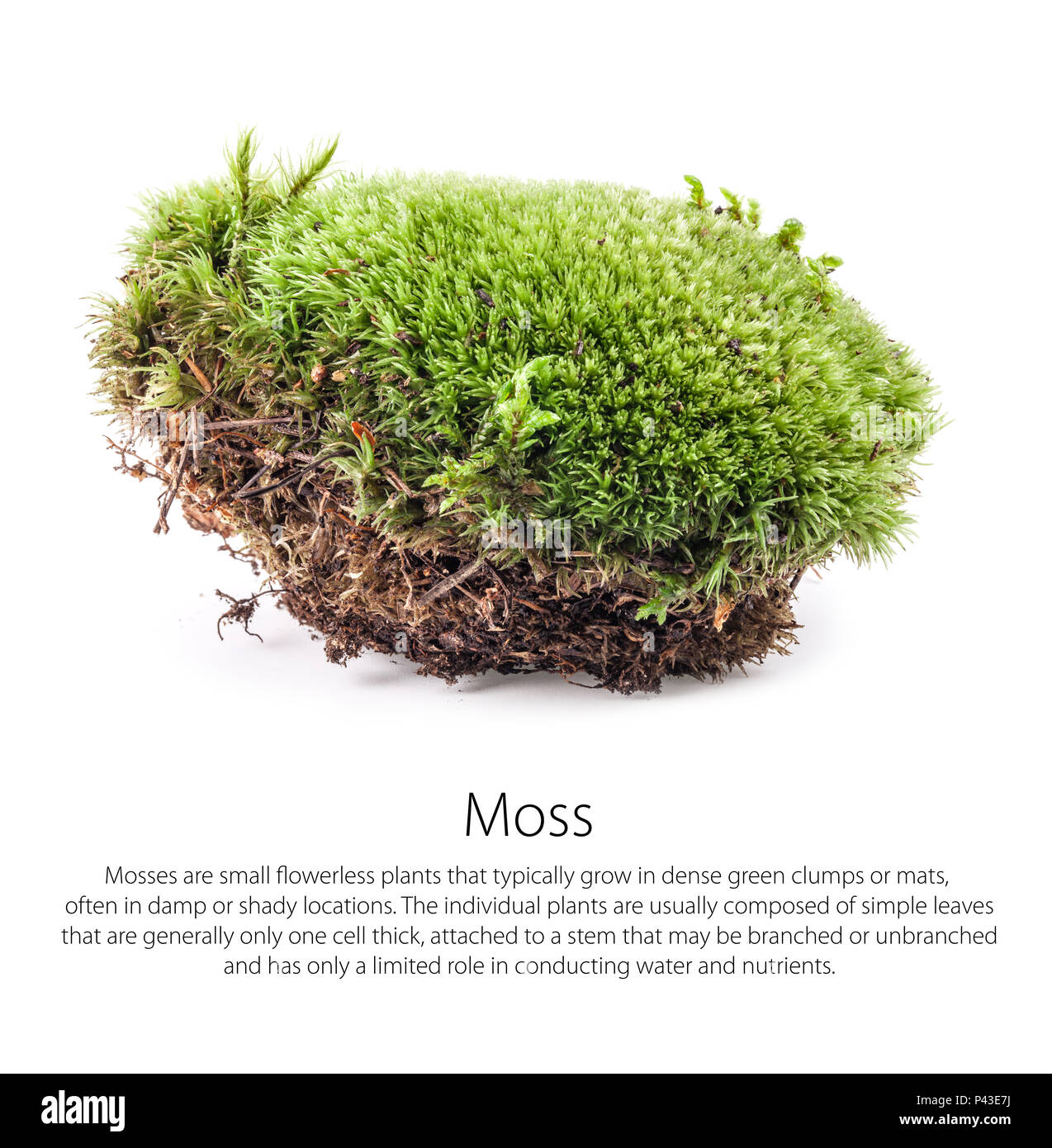 Woodland mosses Cut Out Stock Images & Pictures - Alamy