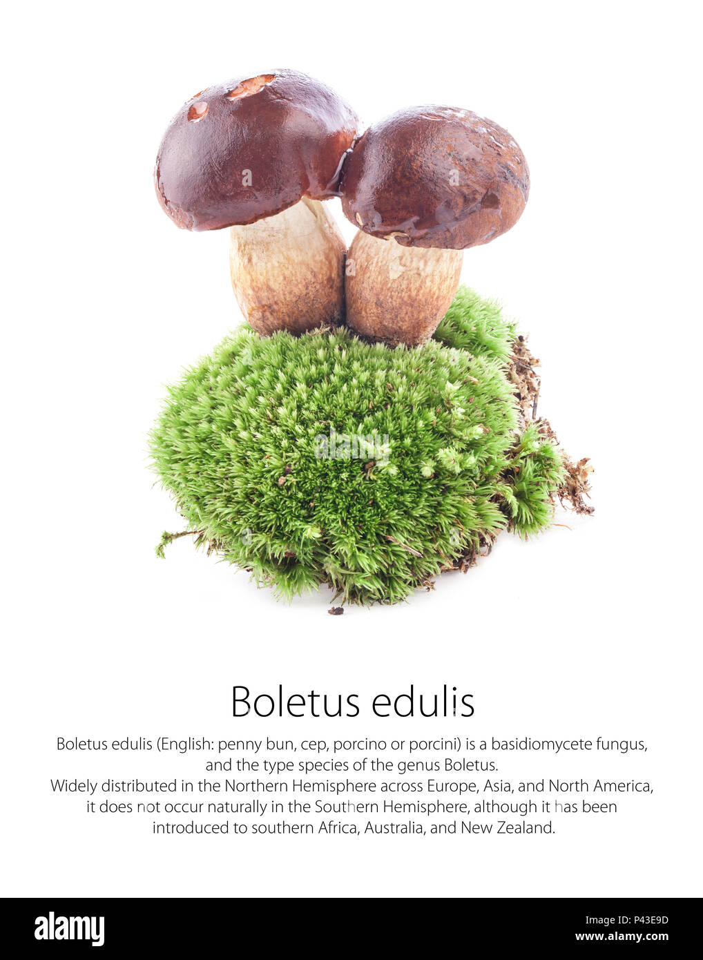 Porcini mushroom on moss Cut Out Stock Images & Pictures - Alamy