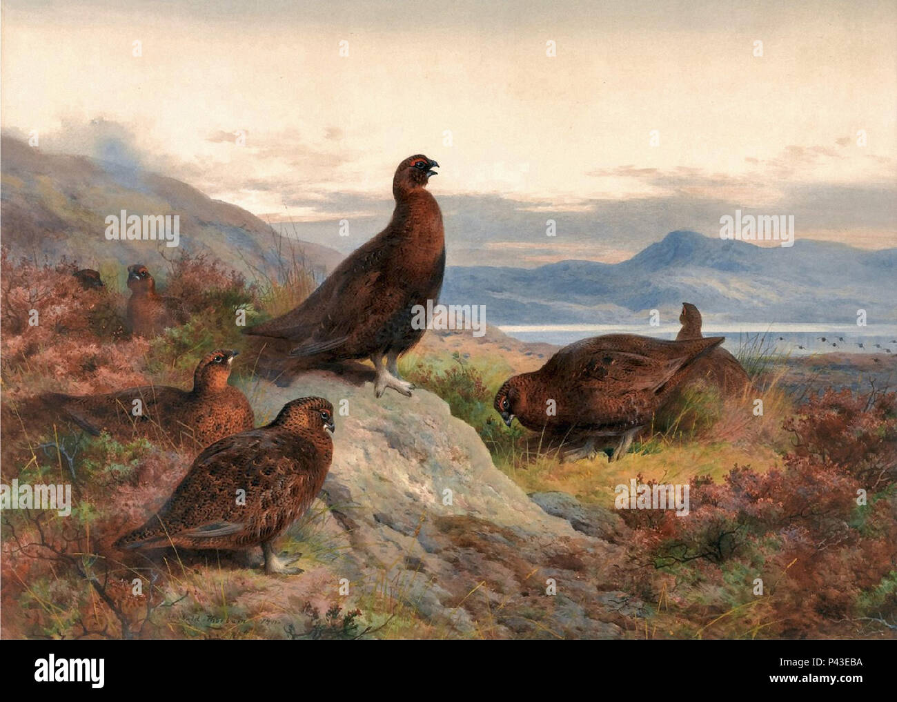 Thorburn grouse painting hi-res stock photography and images - Alamy