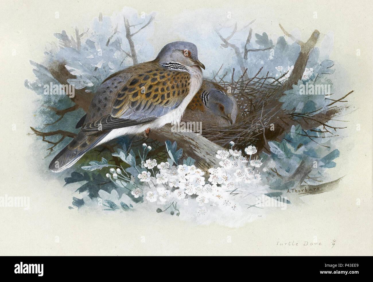 Turtle doves painting hi-res stock photography and images - Alamy