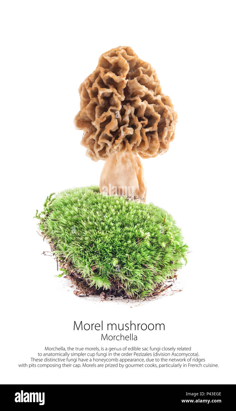 Forest scene in spring Cut Out Stock Images & Pictures - Alamy