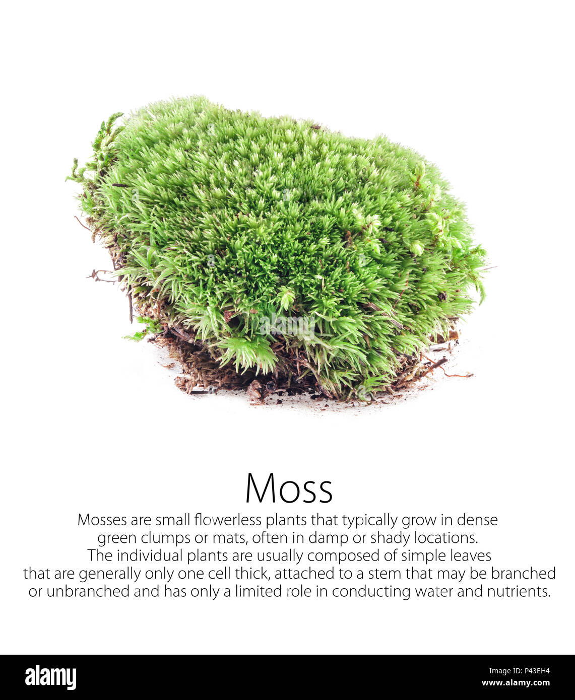 Woodland on field Cut Out Stock Images & Pictures - Alamy