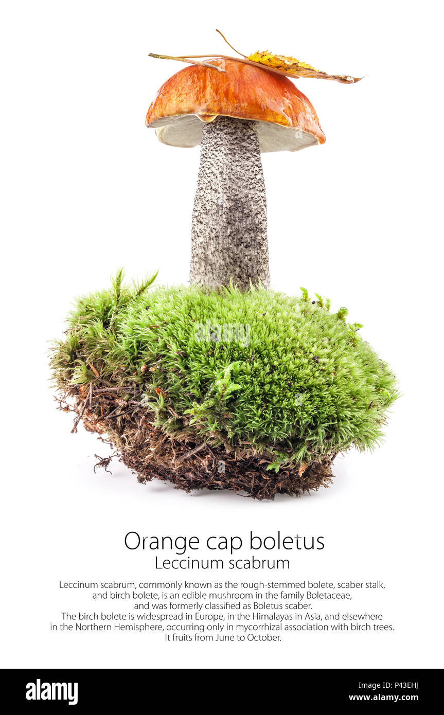 Fungi Fungus Mushroom Orange High Resolution Stock Photography and ...