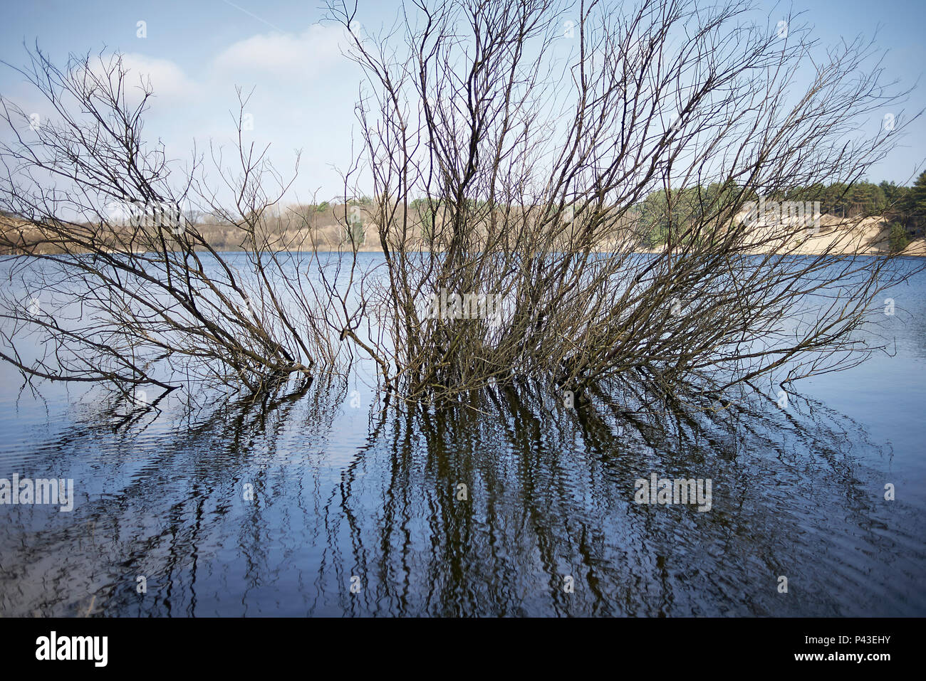 Bare branches of a tree sticking out of the water in a lake, submerged ...