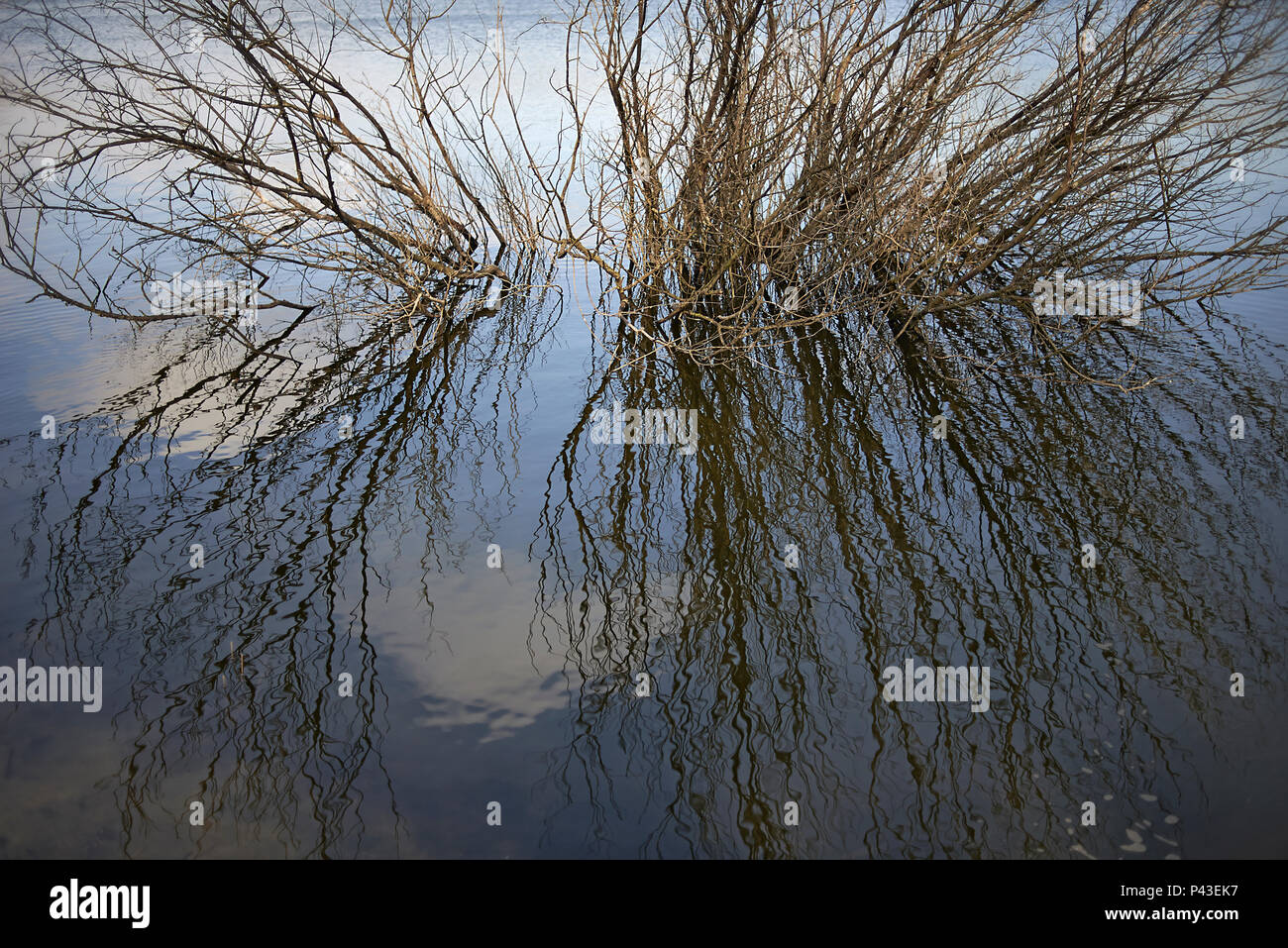 Branches Sticking Out Of