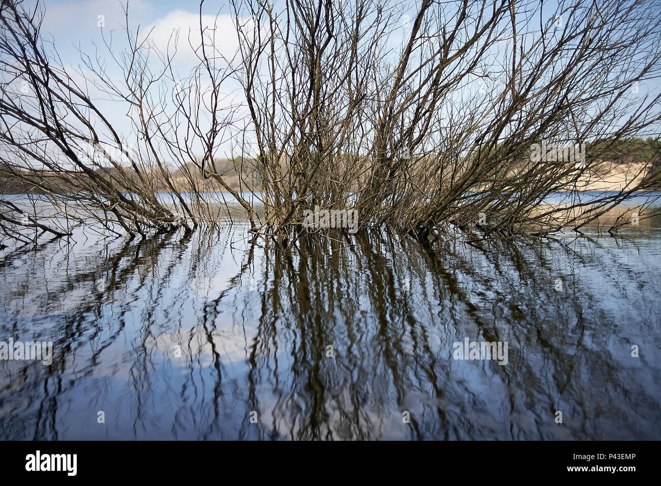 Bare branches of a tree sticking out of the water in a lake, submerged ...