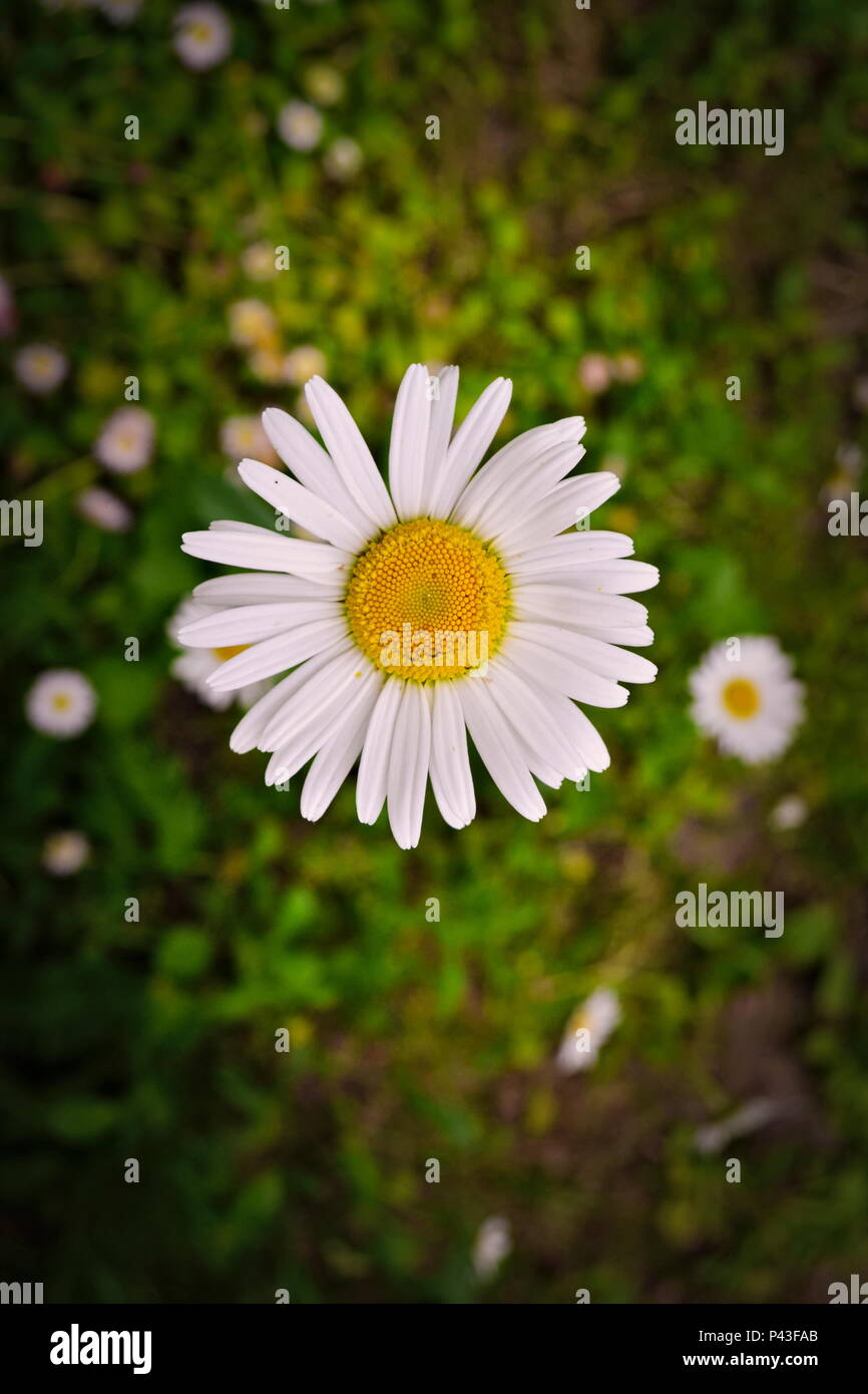 Close-up picture of a daisy flower head Stock Photo - Alamy
