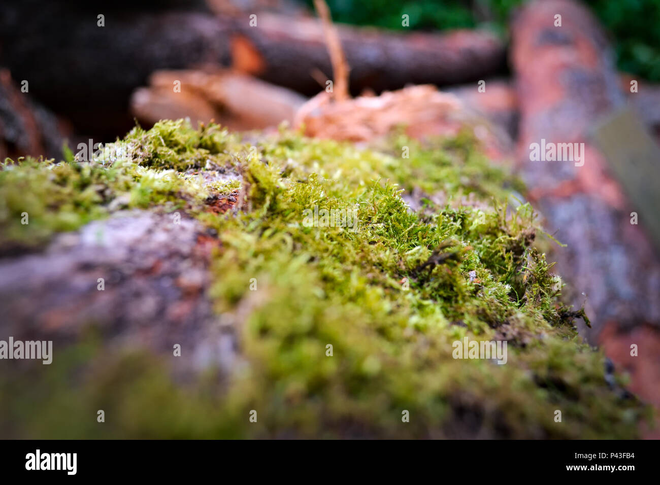 Close-up of tree moss with logs as background Stock Photo - Alamy