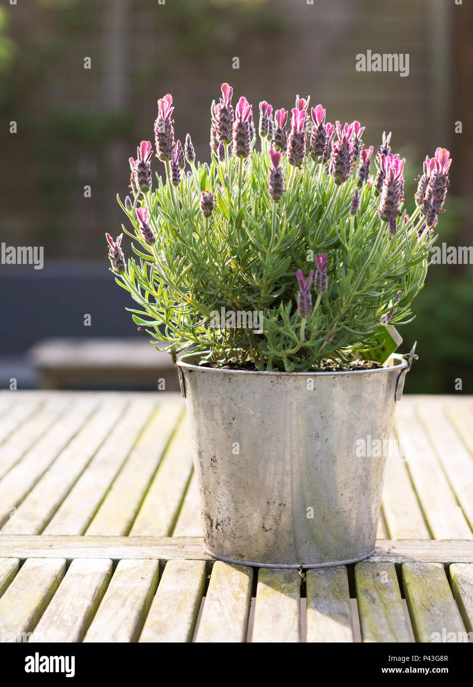 Lavender plant pot hi-res stock photography and images - Alamy