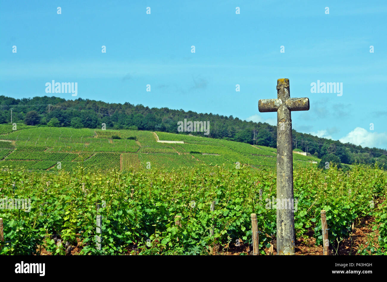 Romanée Conti vineyard, Vosne-Romanée, Cote d Or, Burgundy, France ...
